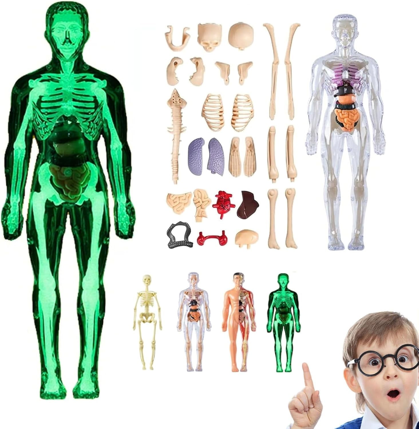 Organizeh Clear Human Body Structure Model, Organizeh Human Body Model ...