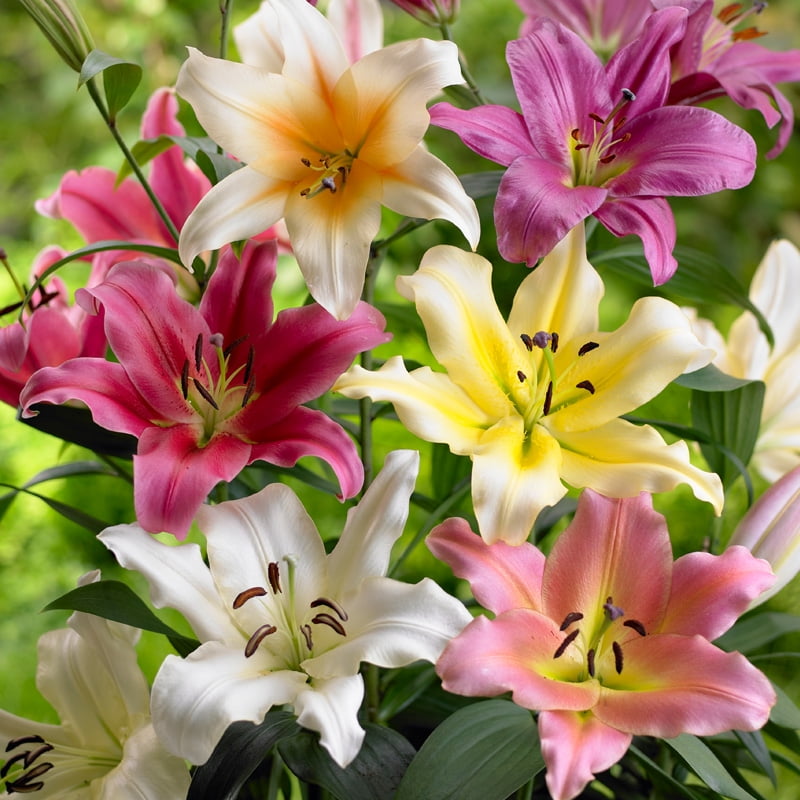Orienpet Hybrid Lily Mixture Flower Bulbs - 10 Bulbs per Pack - Pleasantly Scented - Attracts ...