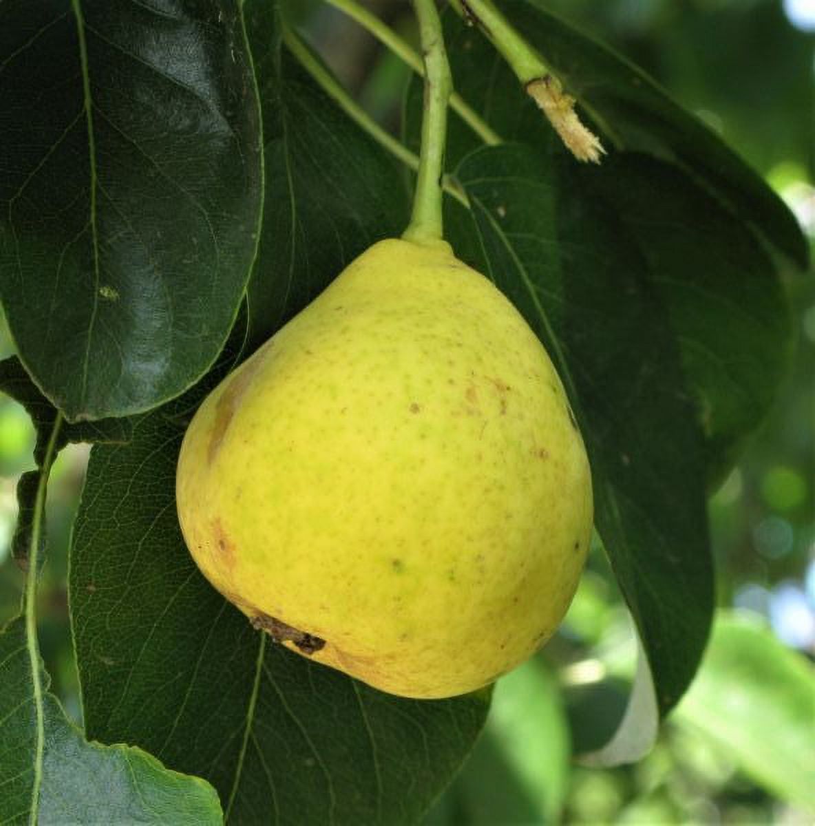 Orient Pear Tree | Orient pear tree grows in zones 5-9. Large fruit ...