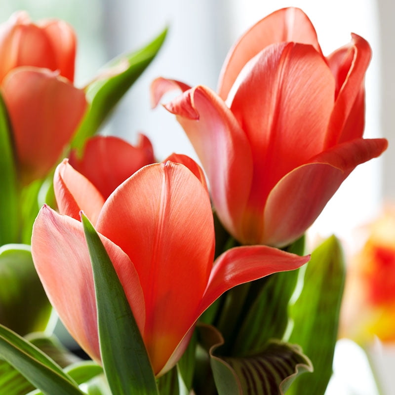 Oriental Beauty Kaufmanniana Tulip Flower Bulbs - 10 Bulbs per Pack ...