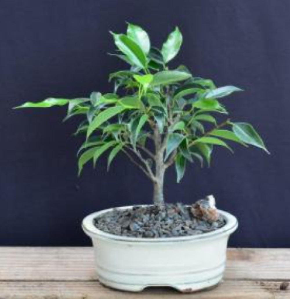 Oriental Ficus Bonsai Tree Plant - Small (ficus benjamina 'orientalis ...
