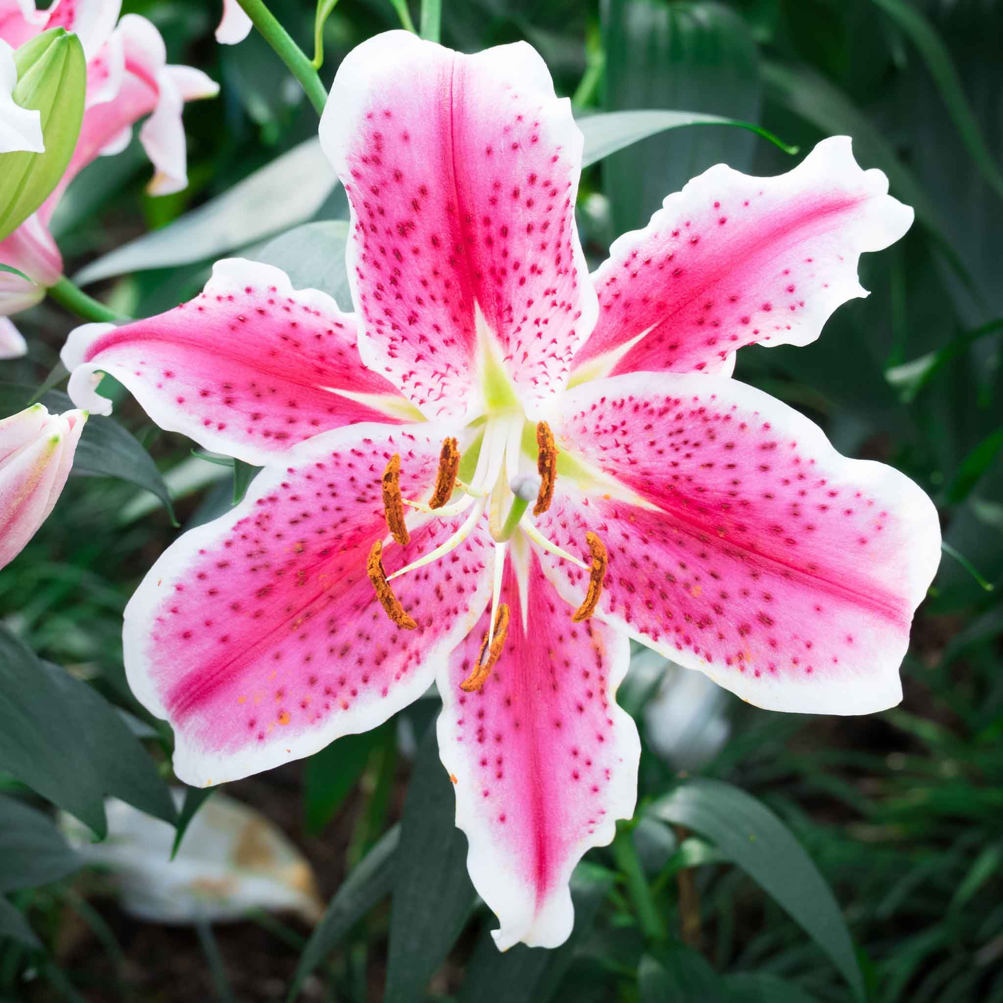 Eden Brothers Oriental Lily Bulbs - Stargazer - Walmart.com