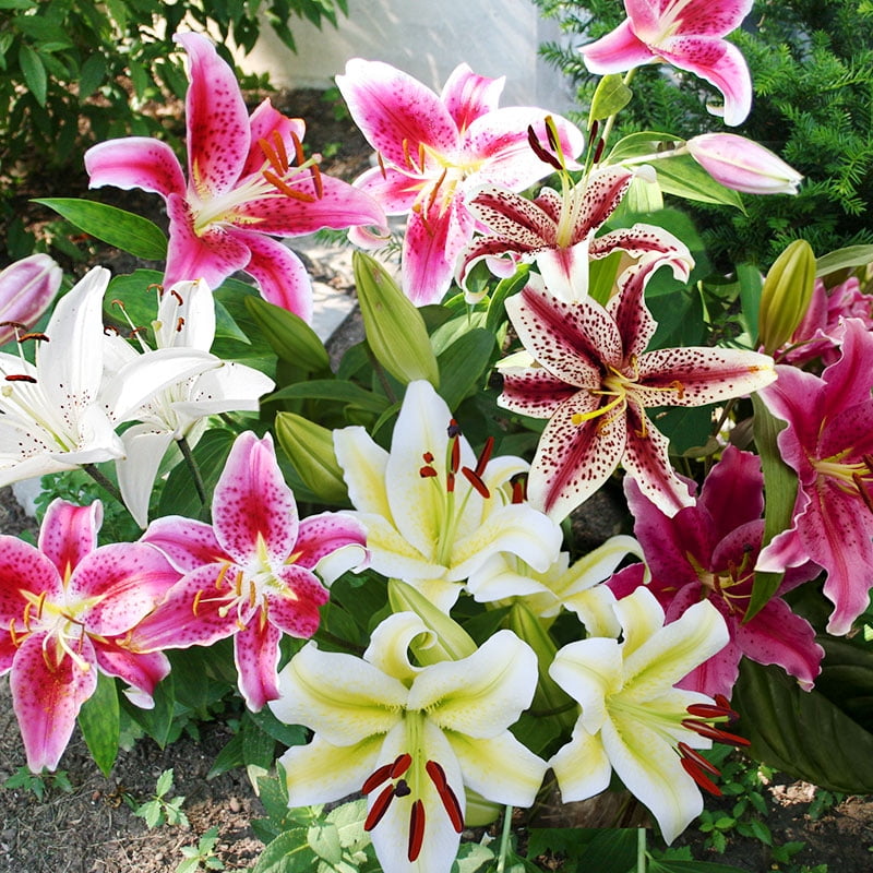 Oriental Lily Mix Flower Bulbs - 8 Lilies Bulbs per Pack - Pleasantly ...