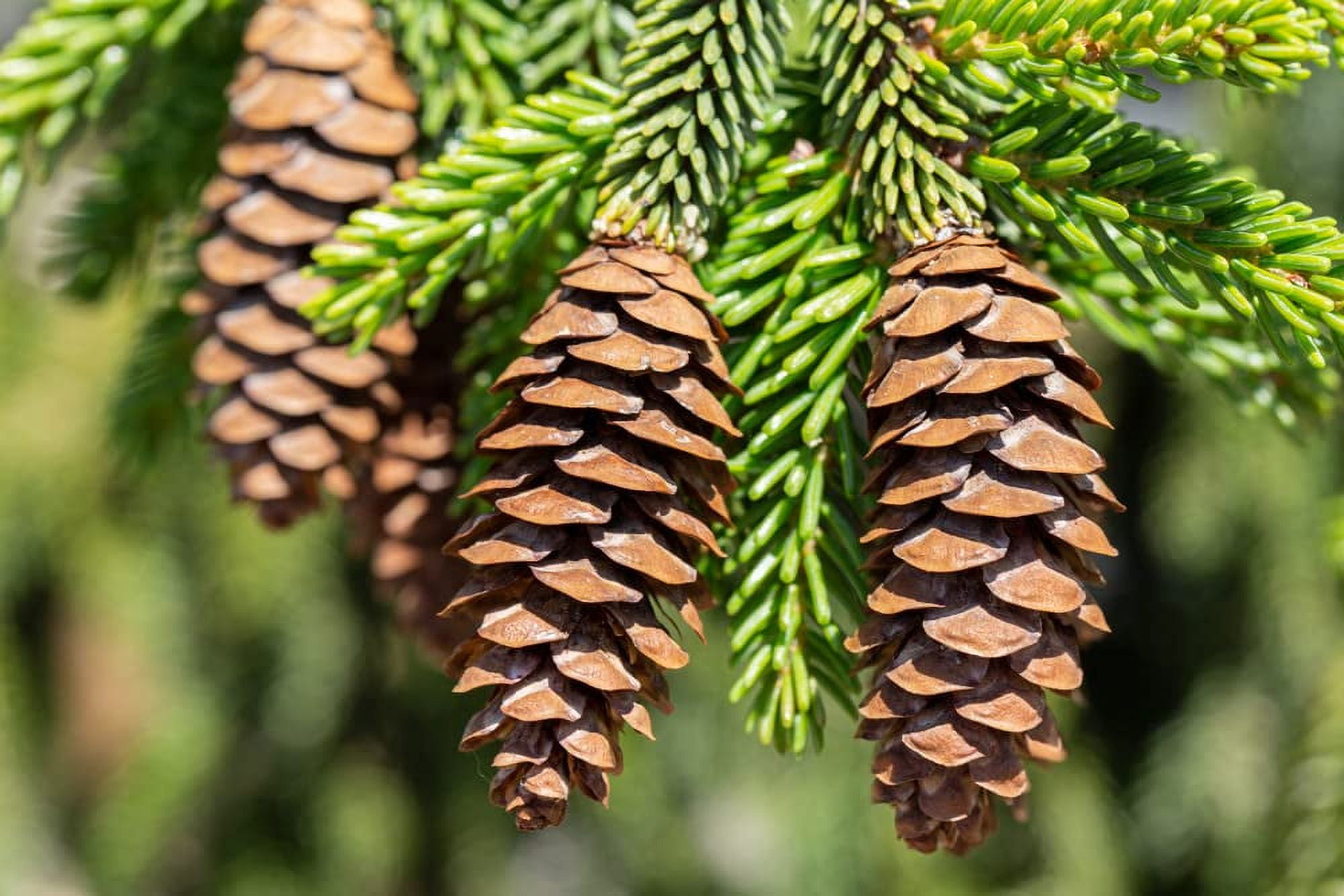 CZ Grain 30 Picea Orientalis Oriental Spruce Tree Plant Seeds - Walmart.com