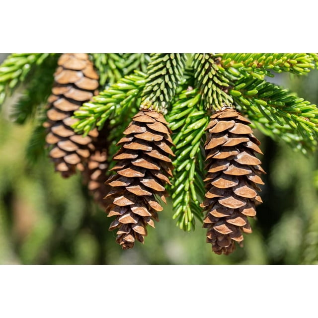 CZ Grain 30 Picea Orientalis Oriental Spruce Tree Plant Seeds - Walmart.com