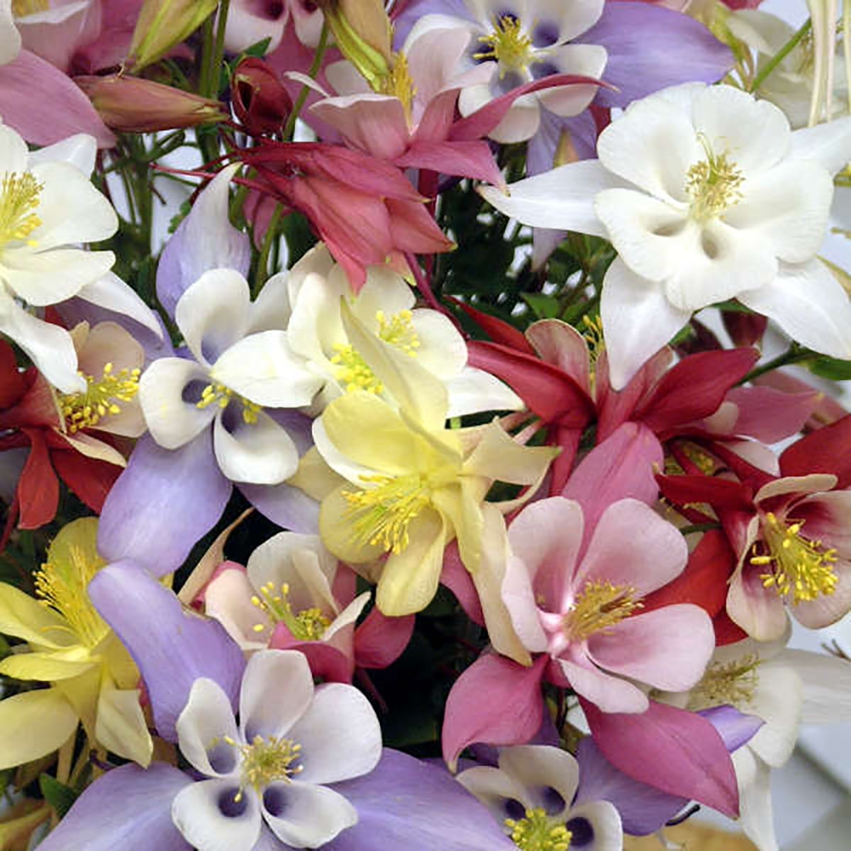 Origami™ Mix Columbine - Aquilegia - 3" Pot - Walmart.com