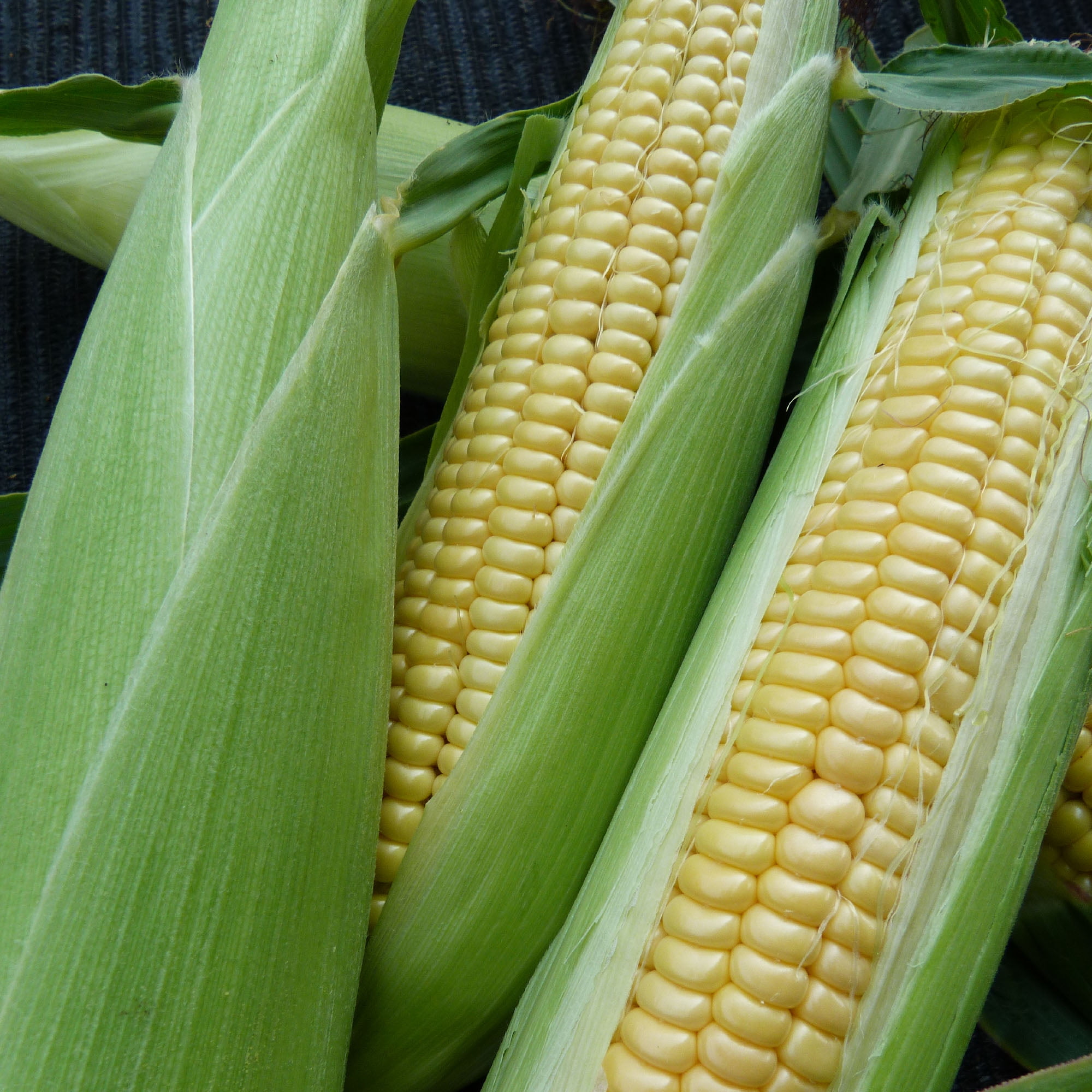 Original 8-row Golden Bantam Corn - 25 LB Bulk ~52,000 Seeds - Non-GMO ...