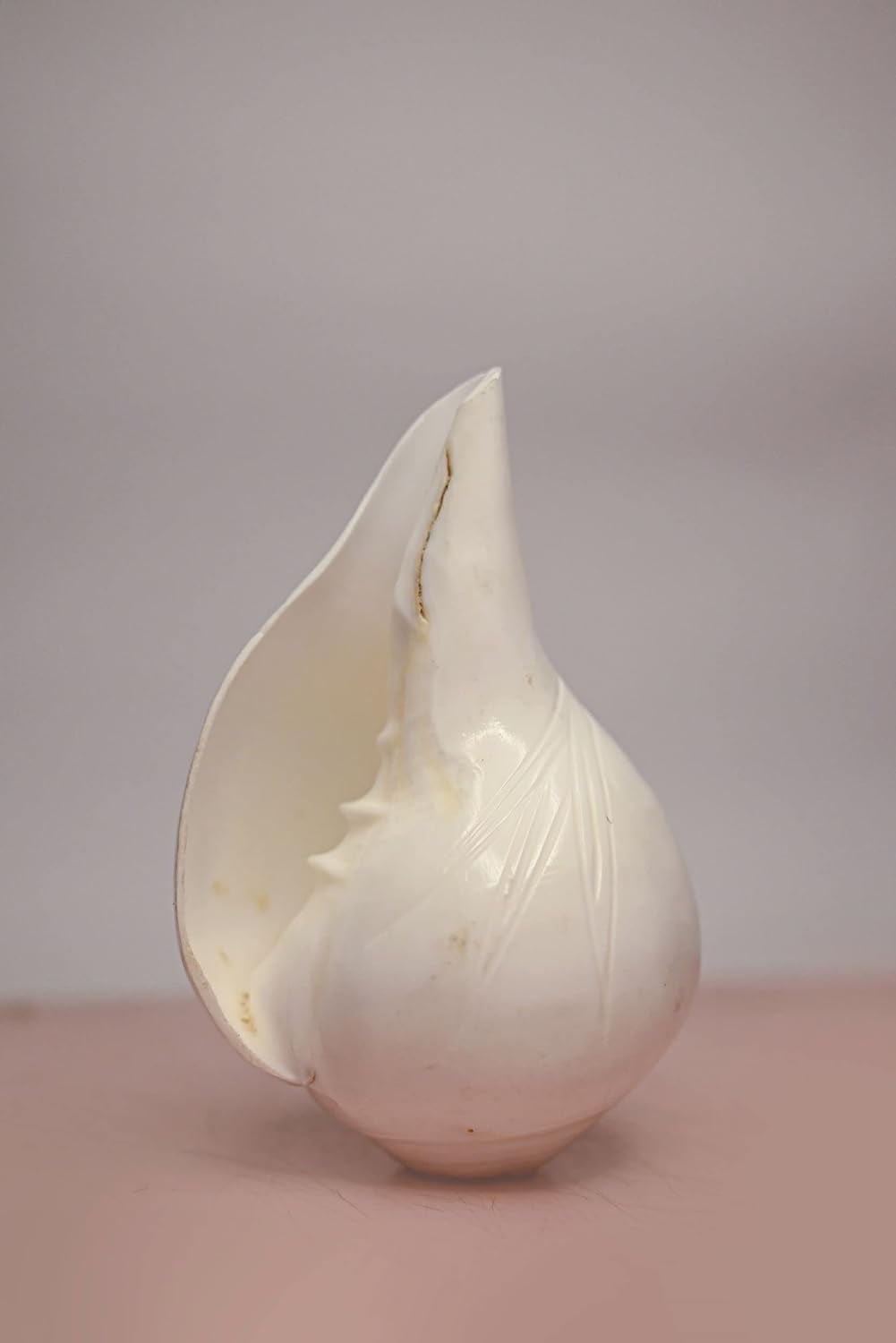 Original Blowing Right handed Shankh, Conch Shell For Pooja Direct From ...