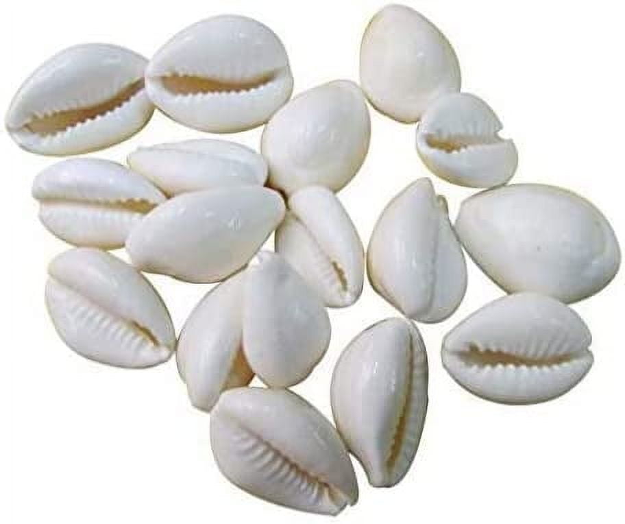 Original White Cowdi/Cowrie/Cowry/Kouri/Kaudi/Kori Shells | Monetaria ...