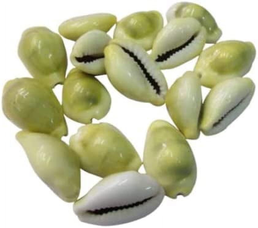 Original Yellow Cowdi/Cowrie/Cowry/Kouri/Kaudi/Kori Shells | Monetaria ...