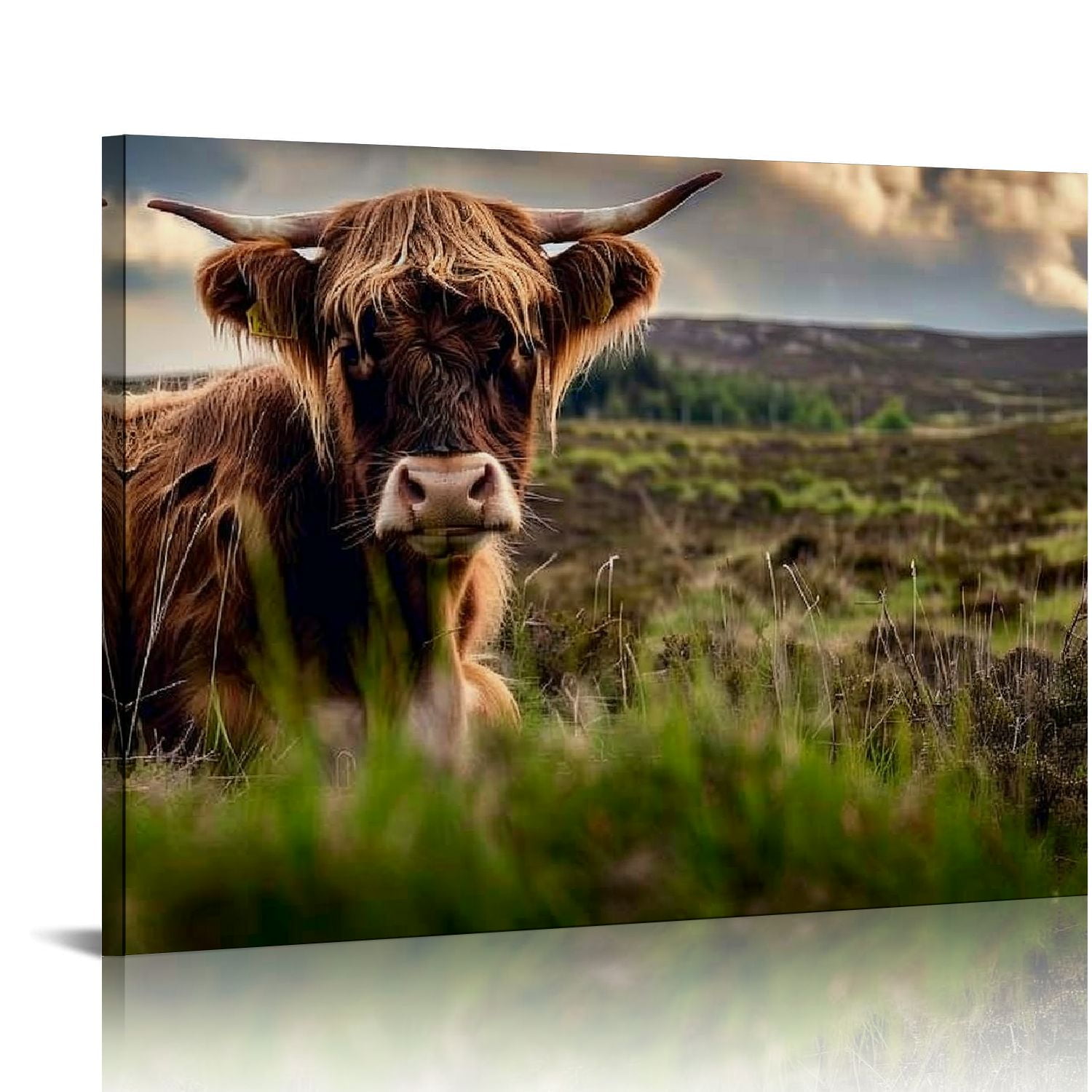 Orinice Animal Scottish Highland Coo Cow Unframed Wall Art Print Poster ...