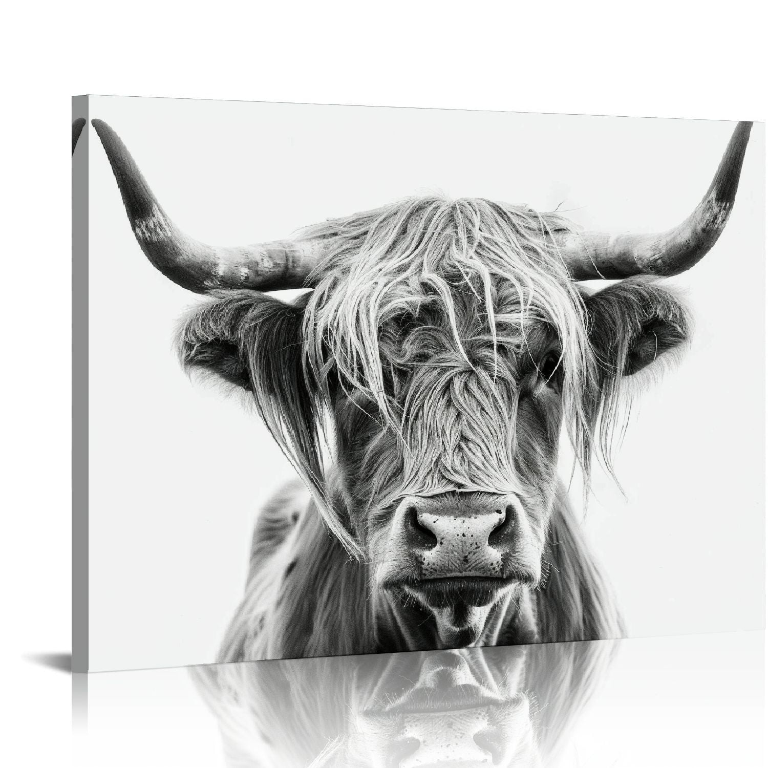 Orinice Highland Long Haired Cow Scotland Horns Close Up Face Portrait ...