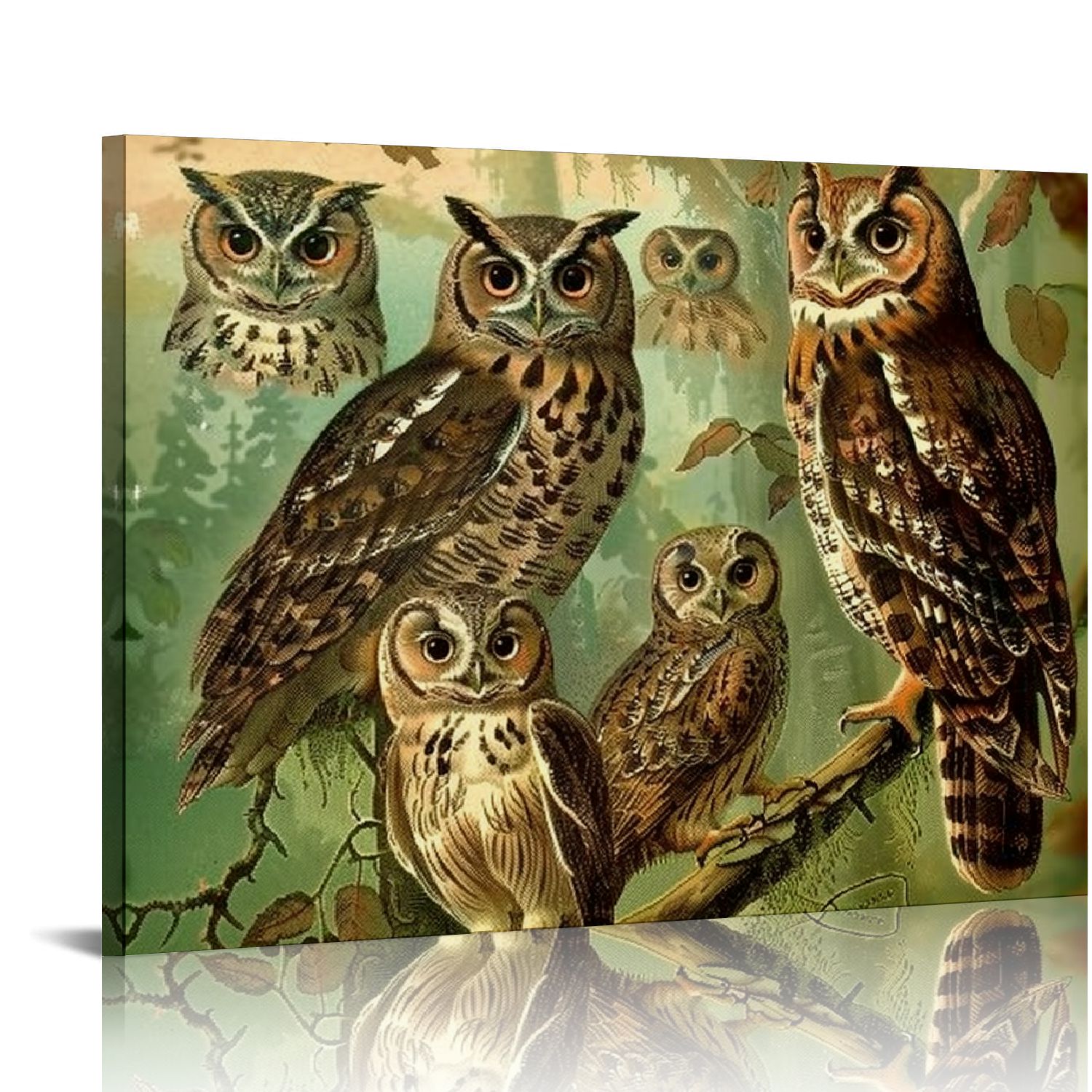 Orinice Owls Illustration - Vintage Nature Forest Bird, Woodland Animal ...