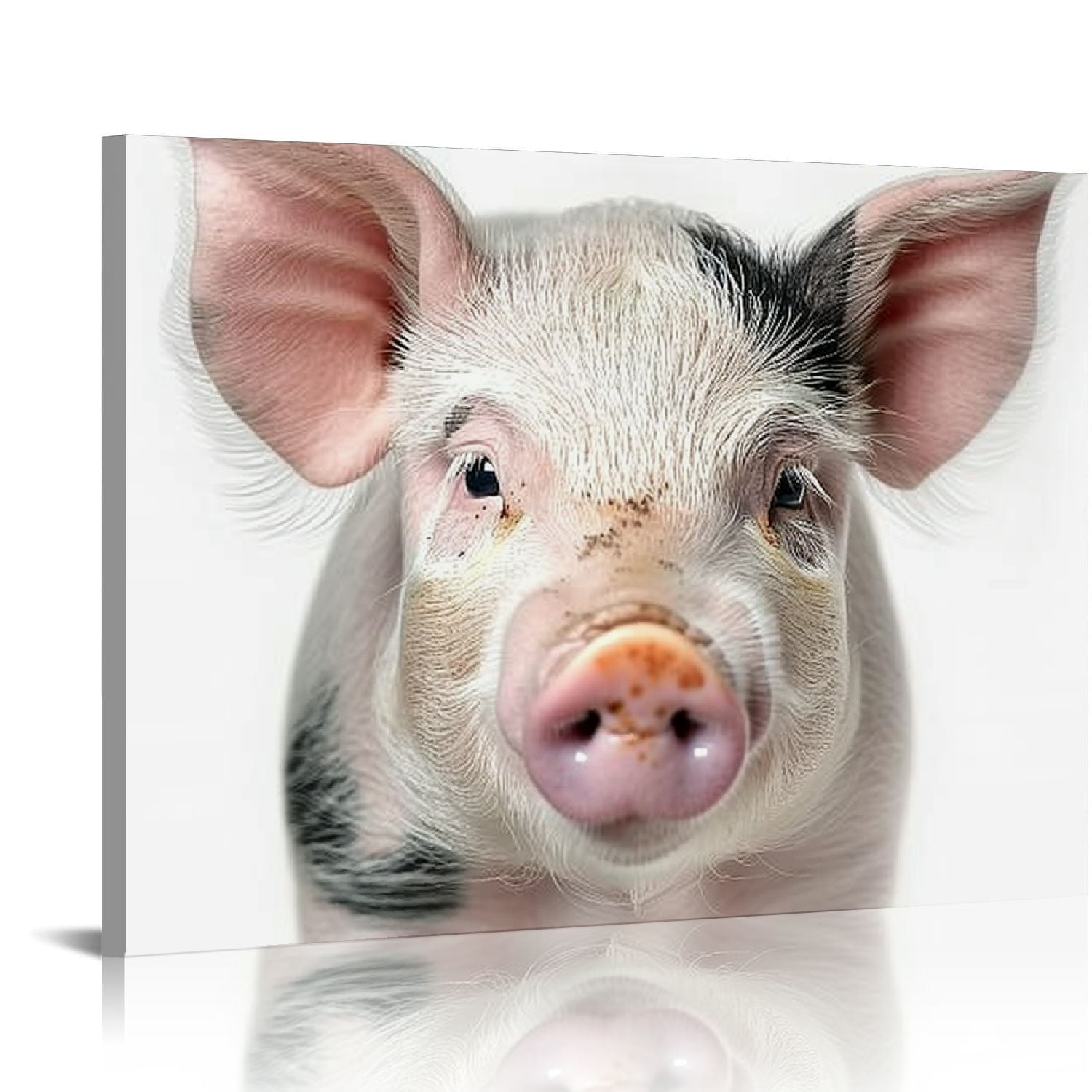 Orinice Spotted Piglet Pig Face Portrait Farm Animal Closeup Photo Cool ...