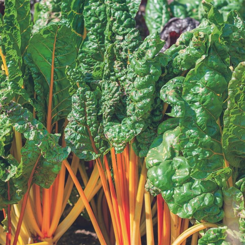 Oriole Orange Swiss Chard Seeds 5 Lb ~184,000 Seeds – Vibrant, Fast ...