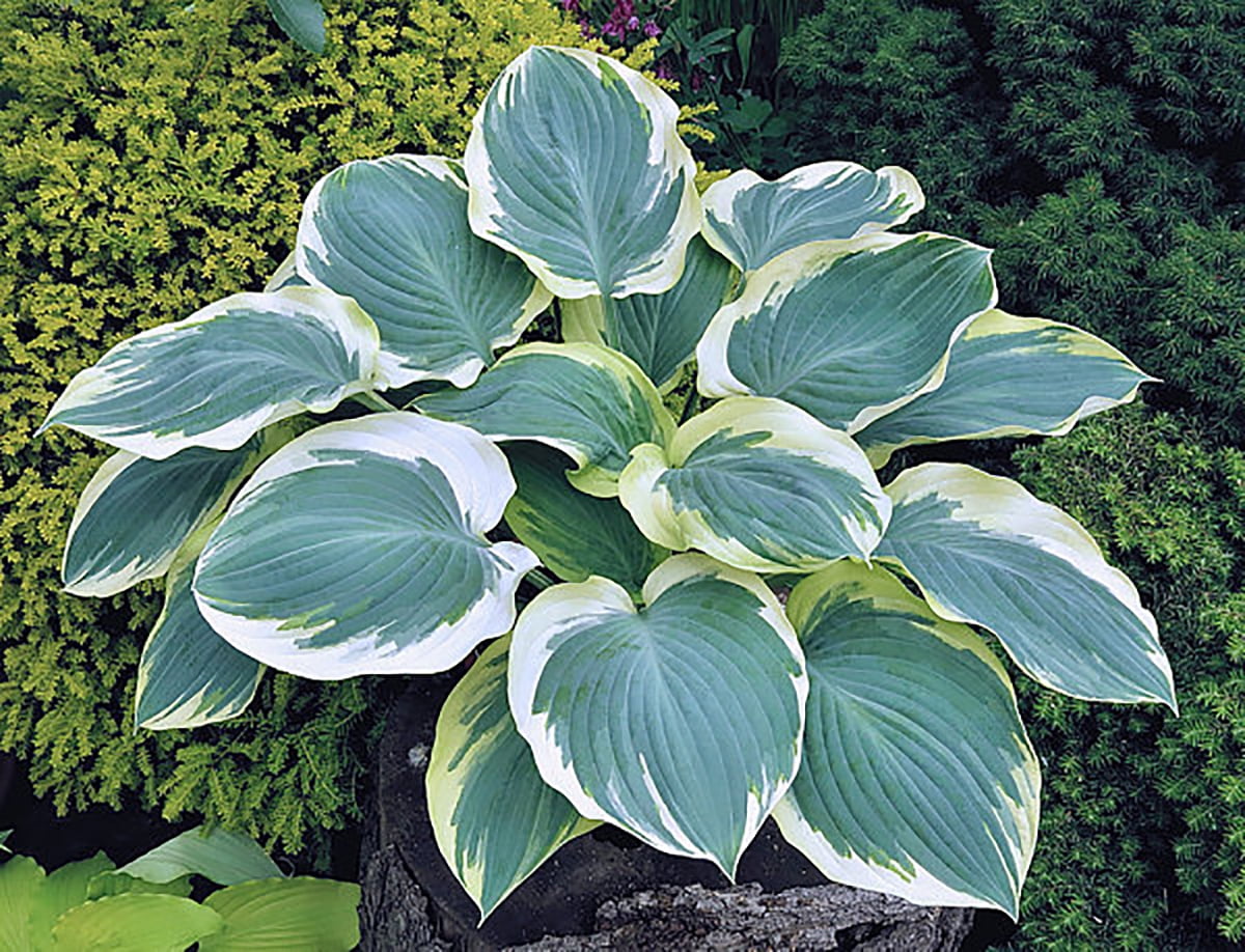 Orion's Belt Hosta - Shade Perennial - 4" Pot - Walmart.com