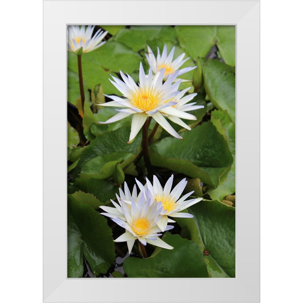 Orlov, Irena 23x32 White Modern Wood Framed Museum Art Print Titled - Water Lilies - Walmart.com