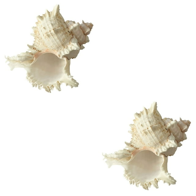 Ornament 2 Pieces Fish Tank Landscaping Conch Decoration Natural Betta ...