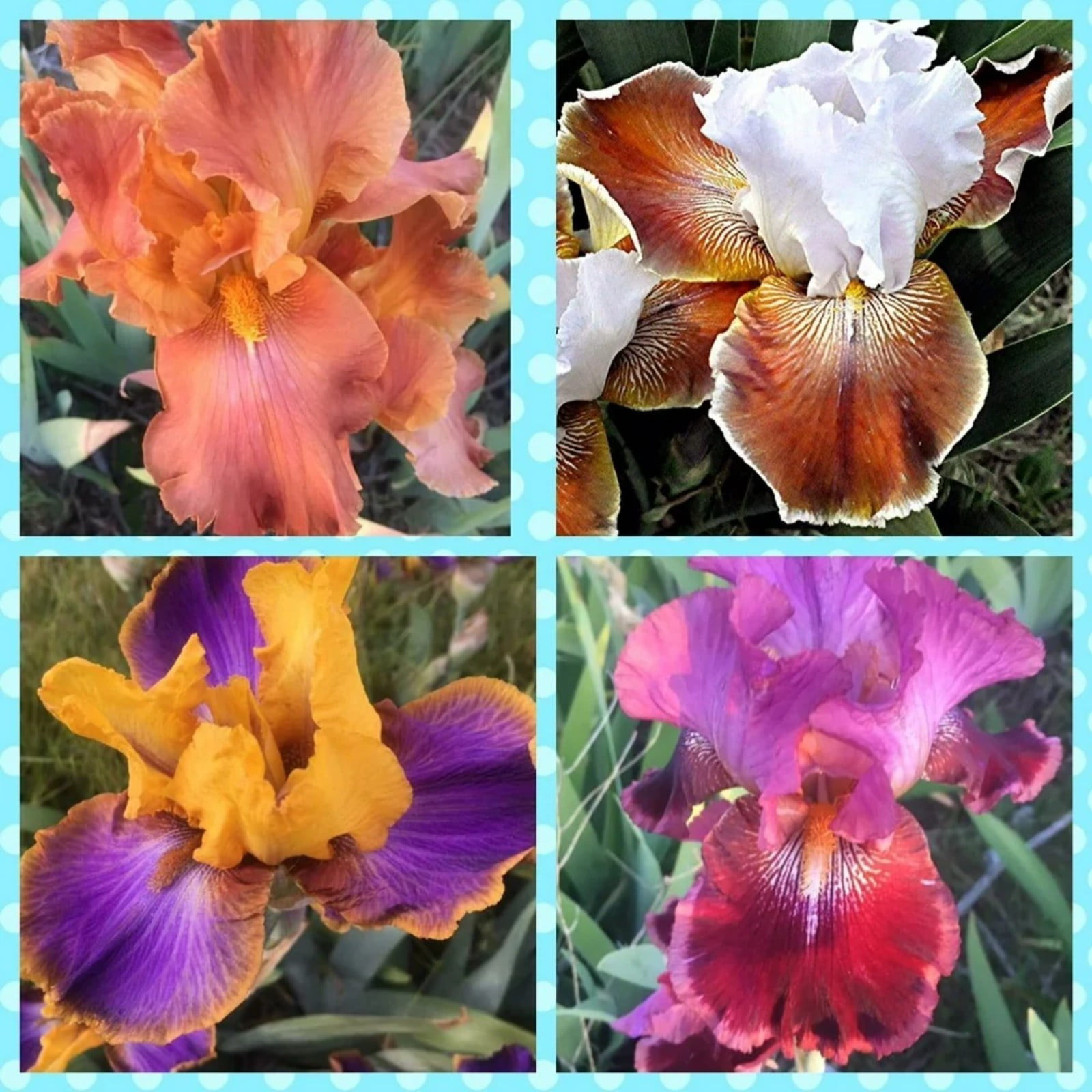 Ornament Mix Iris,Delicate,Enjoyable Perennial Garden Planting,Fast ...