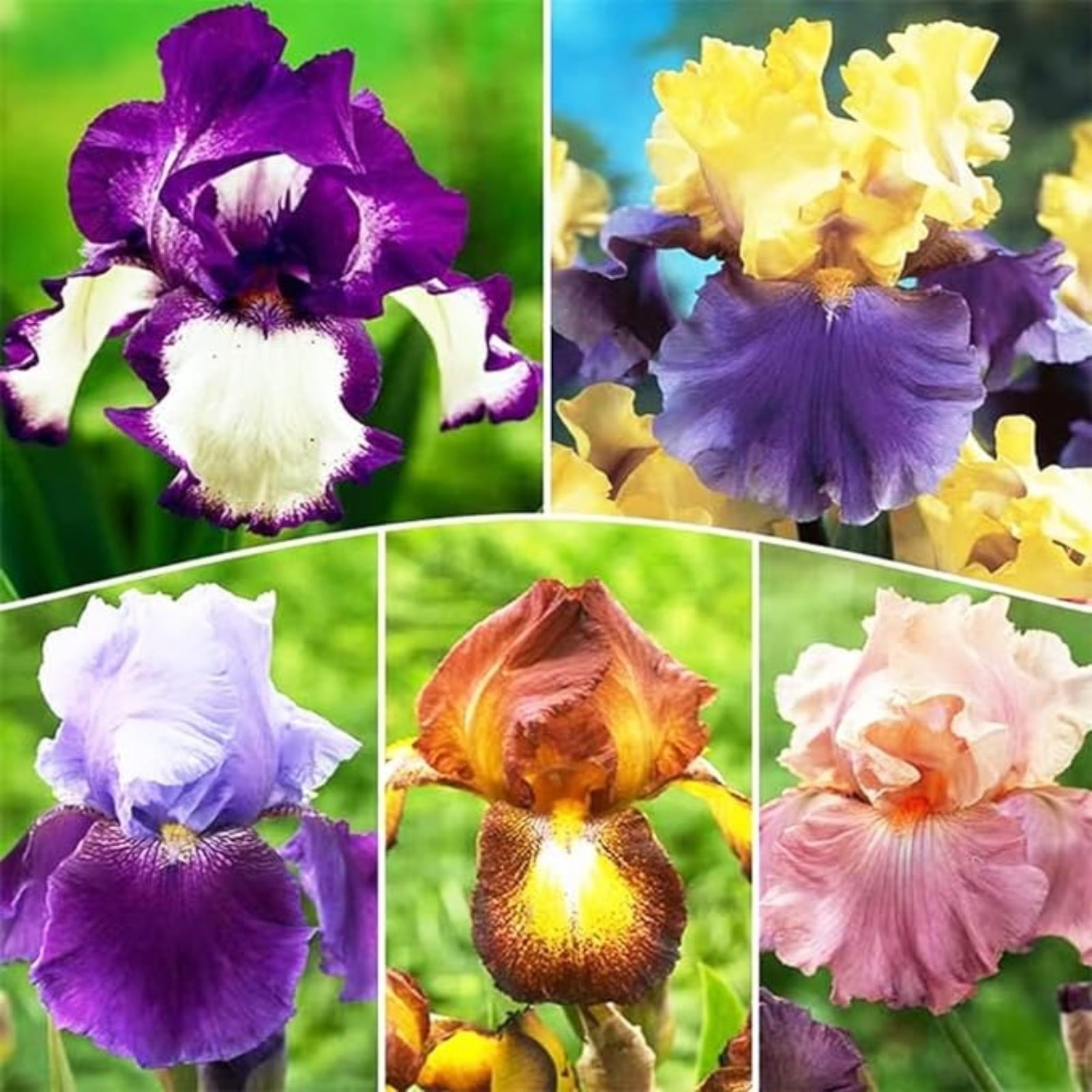 Ornament Mix Iris,Enjoyable Perennial,Delicate,Garden Planting,Fast ...