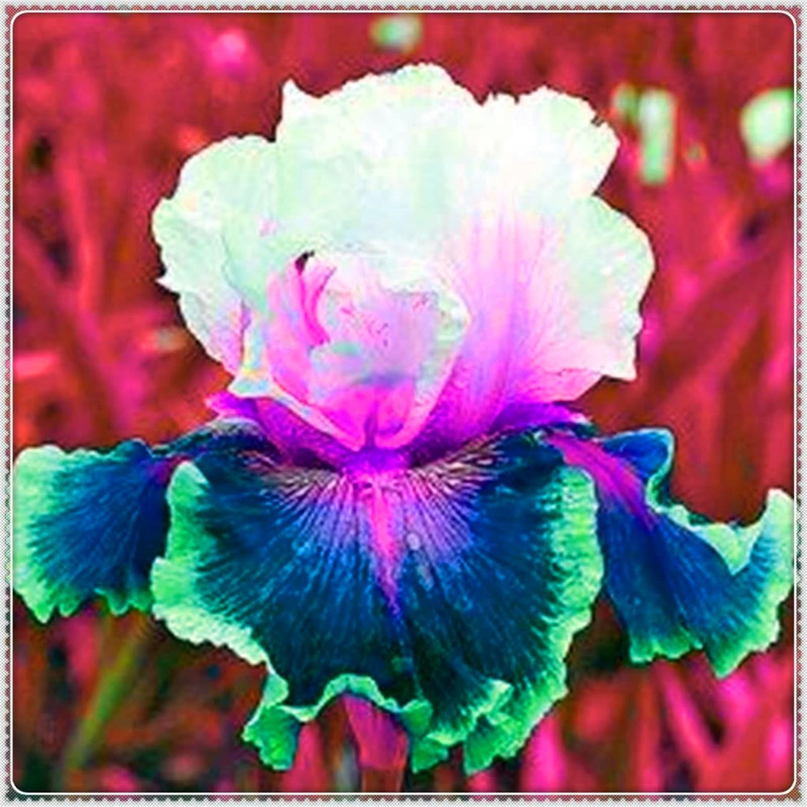 Ornament Mix Iris,Enjoyable Perennial,Garden Planting,Delicate,Fast ...