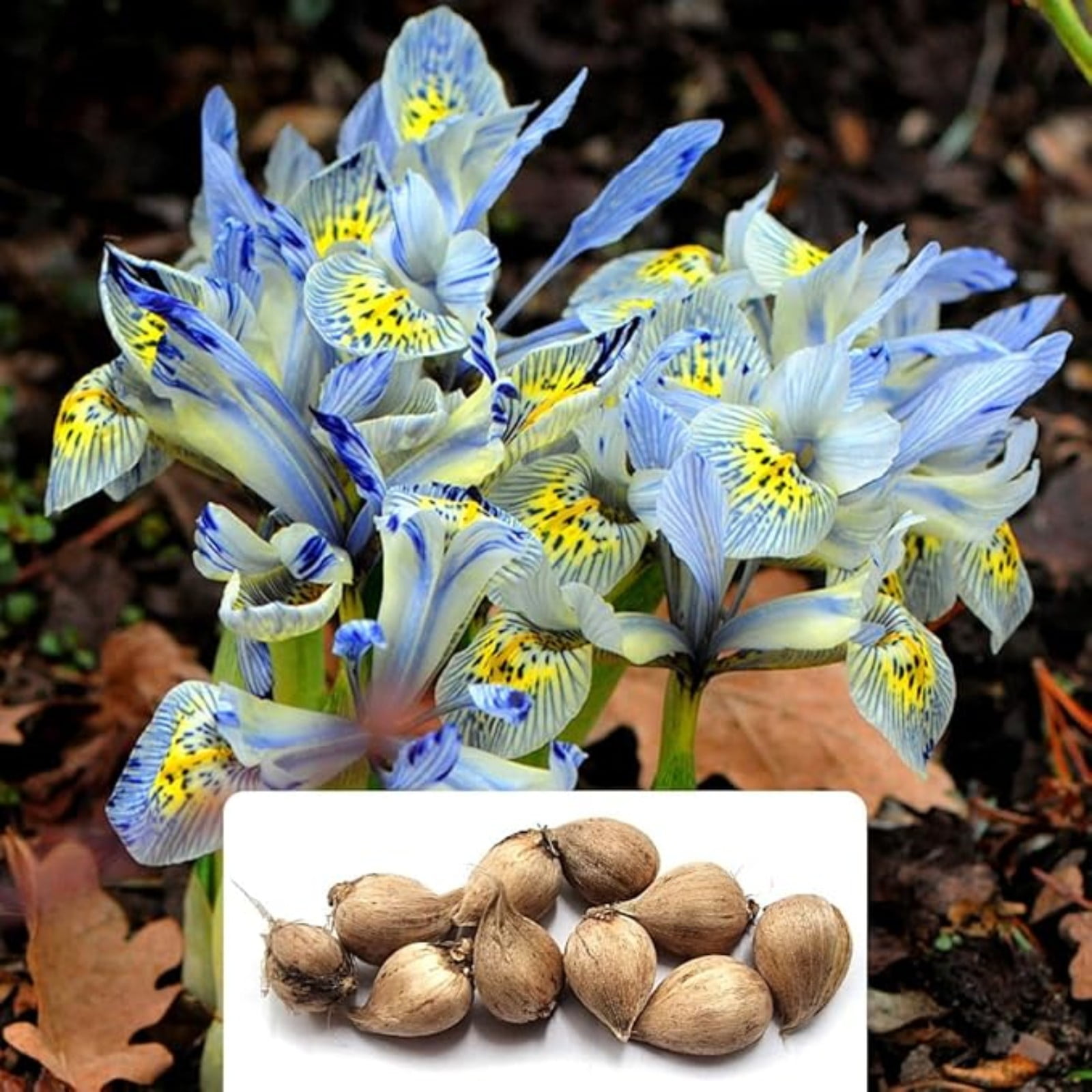 Ornament Mix Iris,Enjoyable Perennial Garden Planting,Delicate,Fast ...