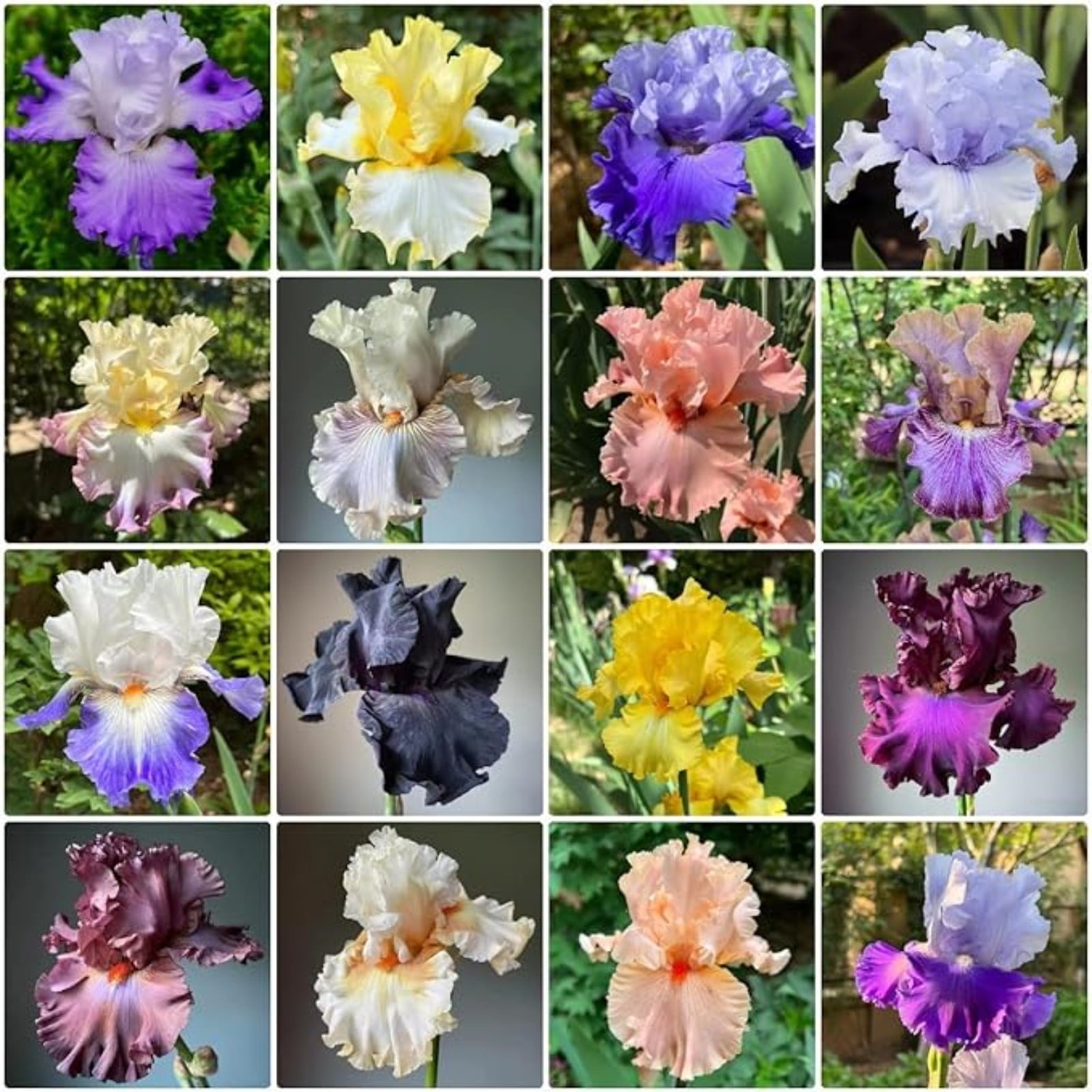 Ornament Mix Iris,Enjoyable Perennial,Garden Planting,Peculiar ...