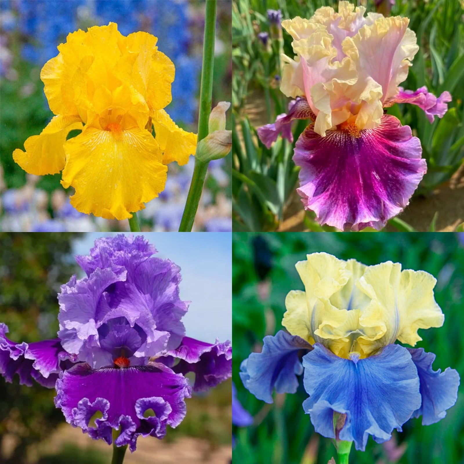Ornament Mix Iris,Enjoyable Perennial,Garden Planting,Peculiar,Gift ...