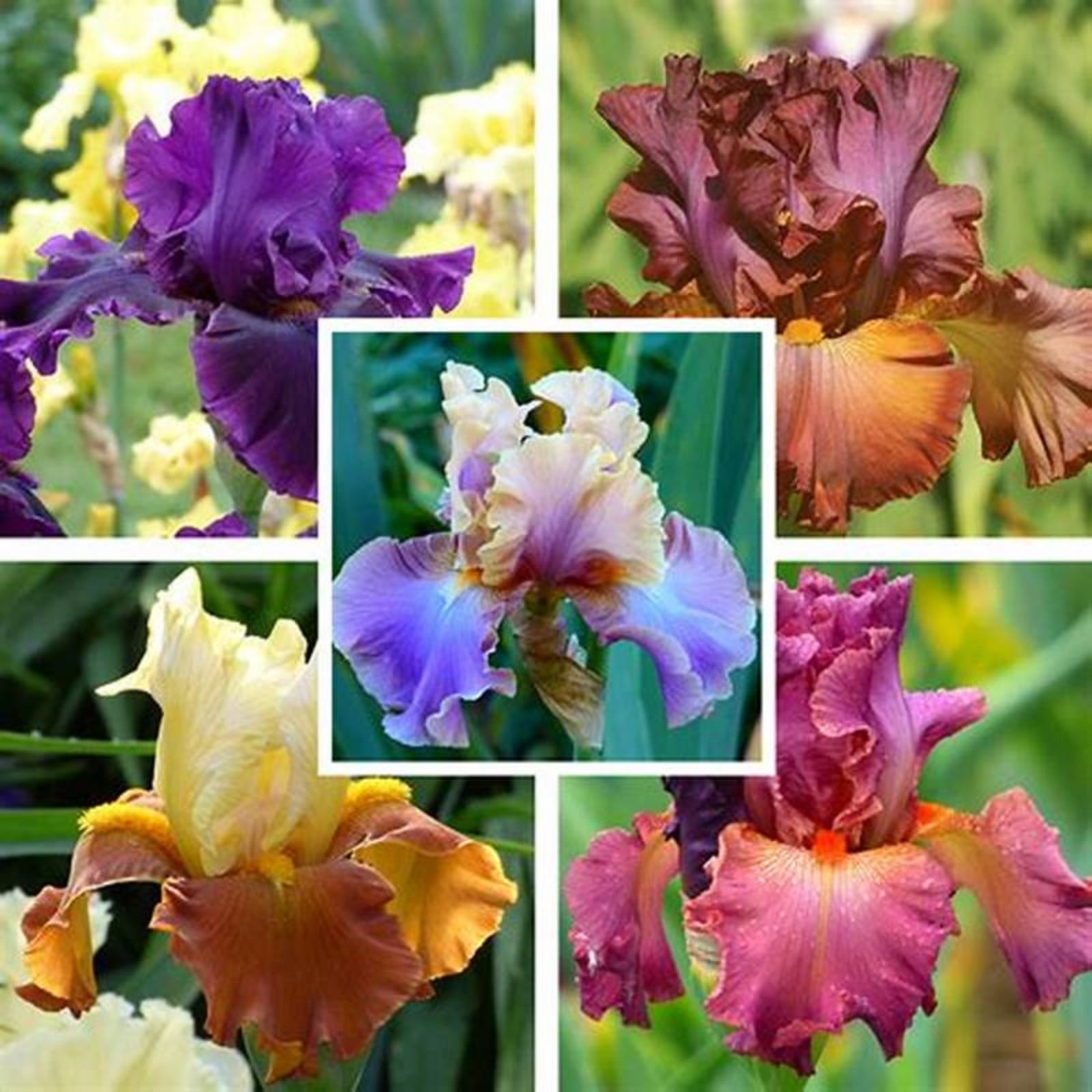 Ornament Mix Iris,Peculiar,Exquisite,Excellent Embellishment,Garden ...
