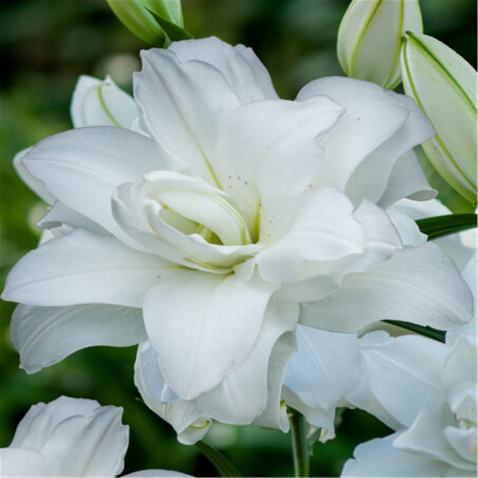 Ornament (Mix Lily)Enjoyable Perennial Garden Planting Potted Planting ...