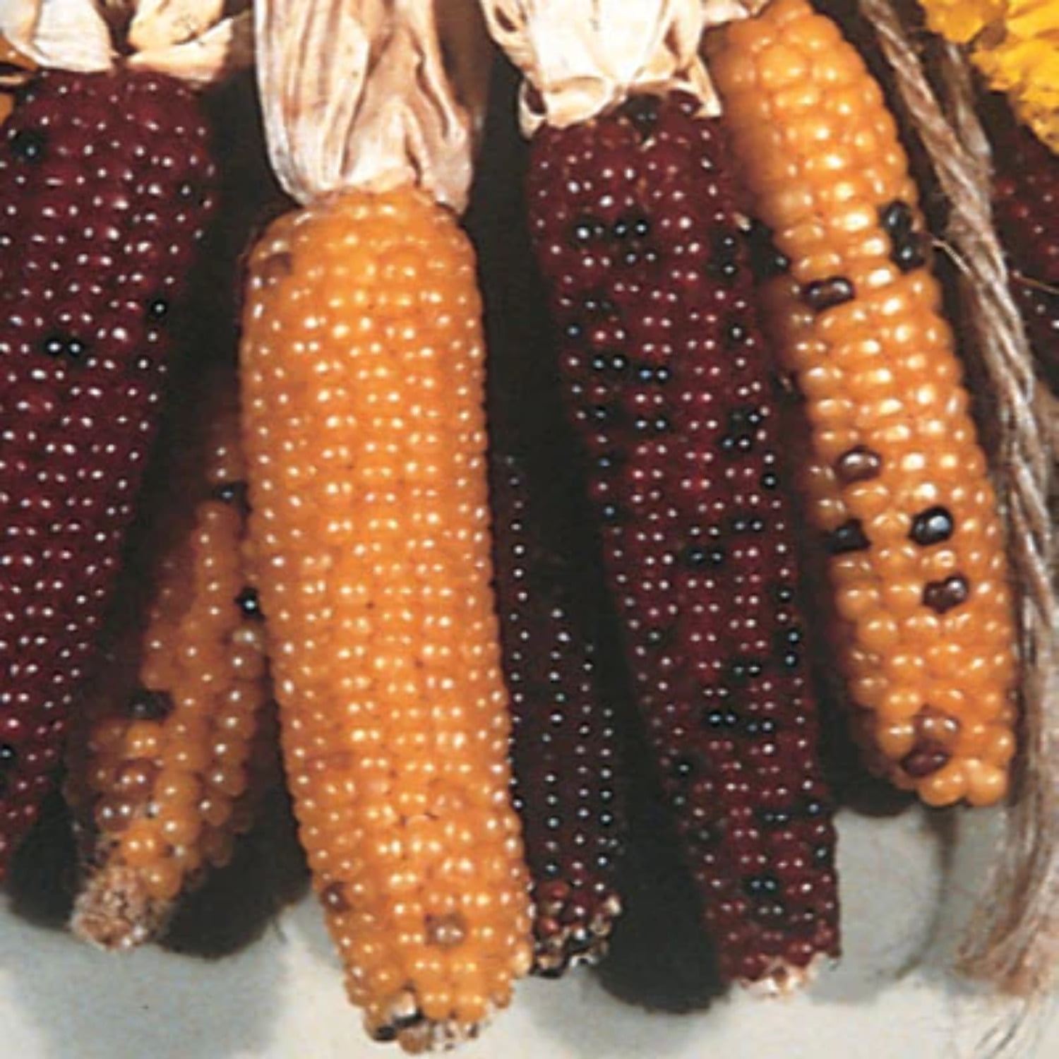 Ornamental Corn Indian Fingers Seed, Treated, 100 Seeds - Walmart.com