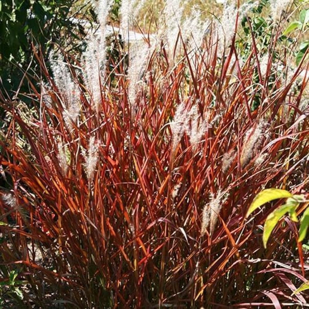 Ornamental Grass, Flame Grass, Outdoor Planting, Miscanthus ...