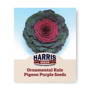 CZ Grain 30 Ornamental Cabbage Seeds - Hybridized Purple, Creamy White ...