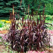 Jester F1 Ornamental Millet - 25 Seeds - Pennisetum glaucum ...