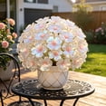 Ornamental Oxalis For Growing Beautify Garden Scenery Lovely Vibrant ...