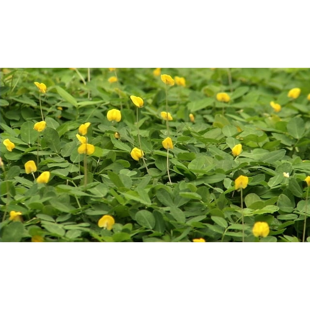 Ornamental Peanut Grass - Arachis Glabrata - 50 Live Plants - 2" Pot ...
