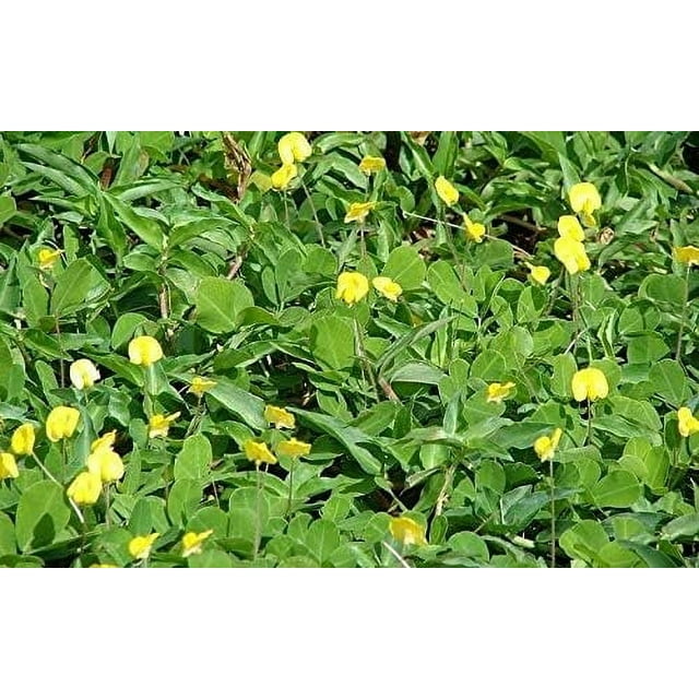 Ornamental Peanut Grass Golden Glory I 2 Large Gallon Size Plants ...