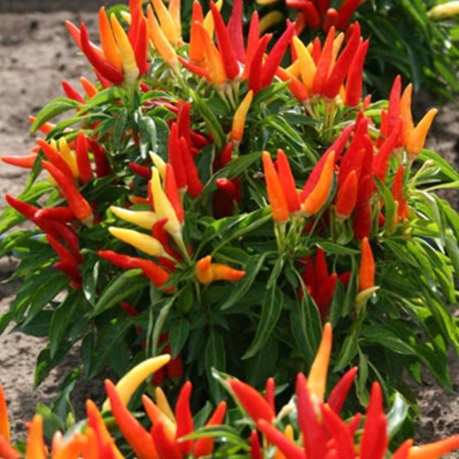 Ornamental Pepper Seeds Chilly Chili F1 Seed- 100 Seeds - Walmart.com