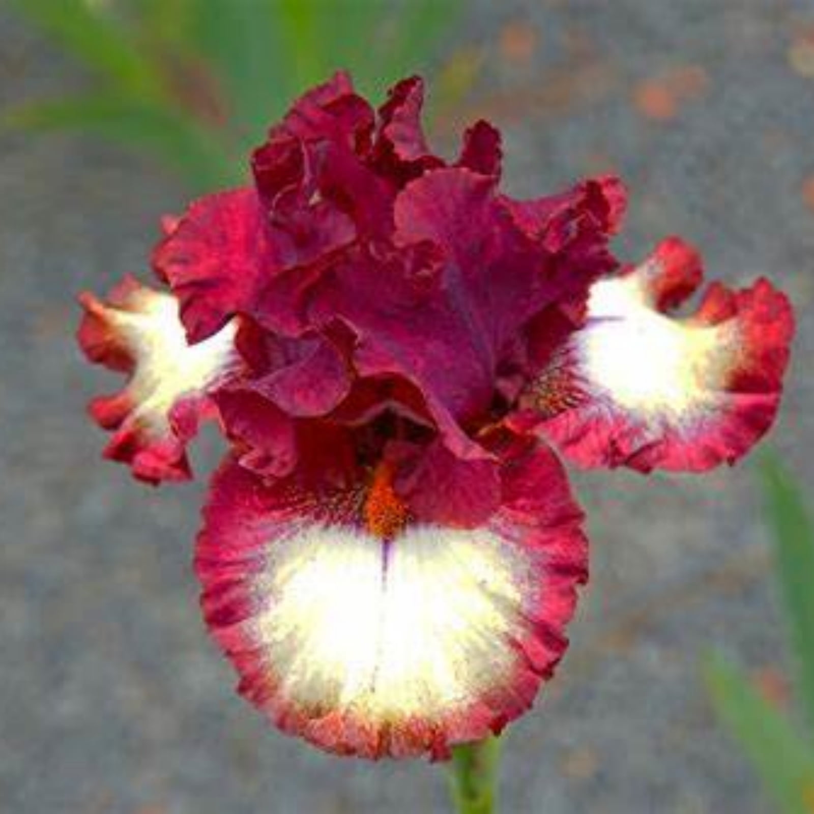 Ornamental irises, hardy iris bulbs, hardy perennial iris mixture，iris ...