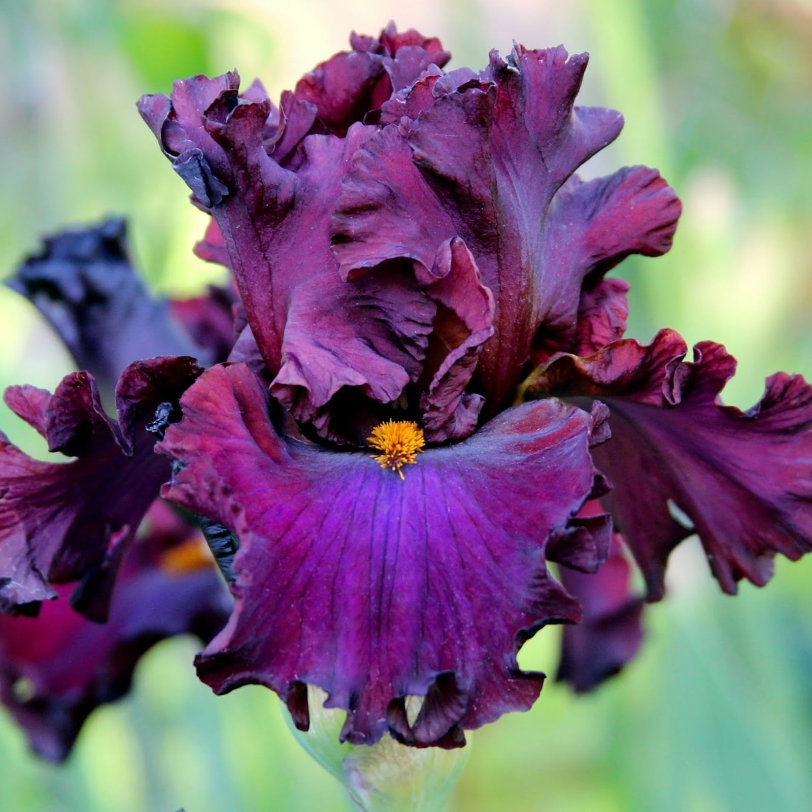 Ornamental irises, hardy iris bulbs, hardy perennial iris mixture，iris ...