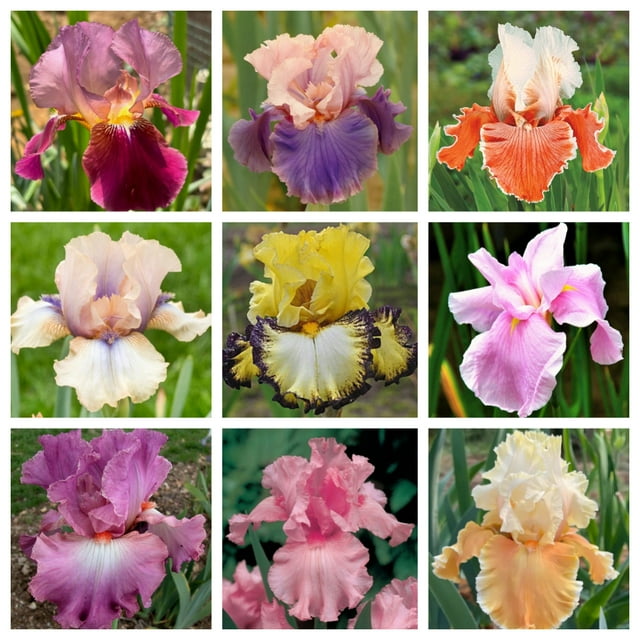 Ornamental irises, hardy iris bulbs, hardy perennial iris mixture，iris ...