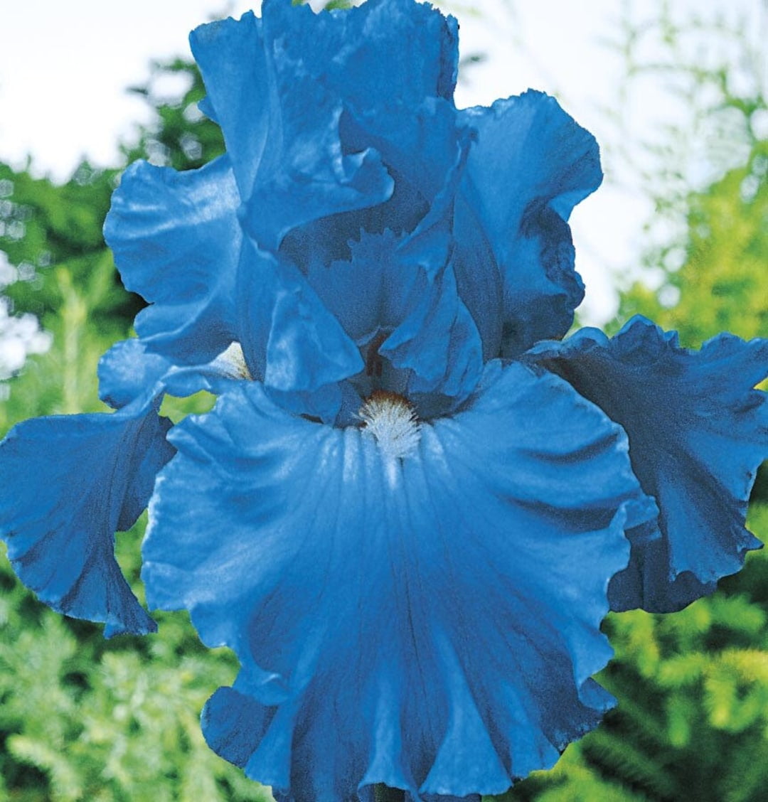 Ornamental irises, hardy iris bulbs, hardy perennial iris mixture，iris ...