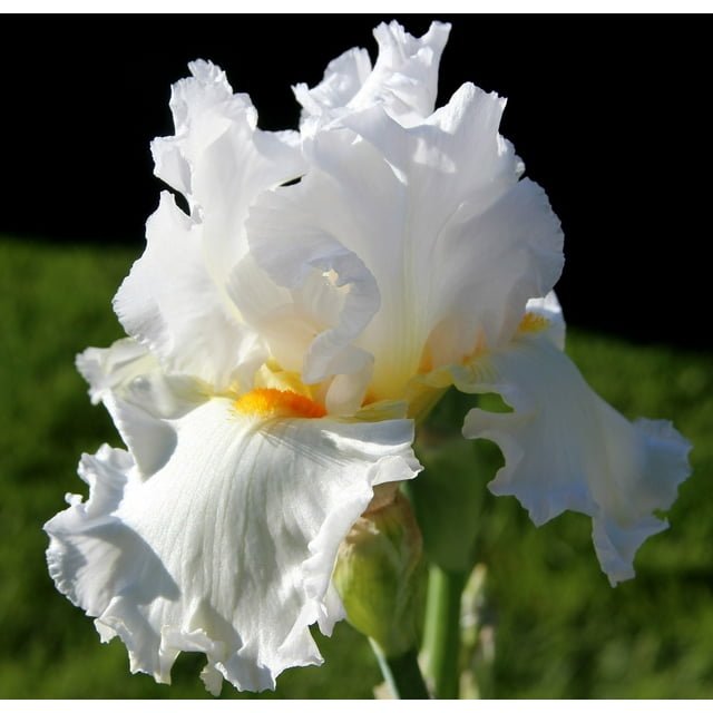 Ornamental irises, hardy iris bulbs, hardy perennial iris mixture，iris ...