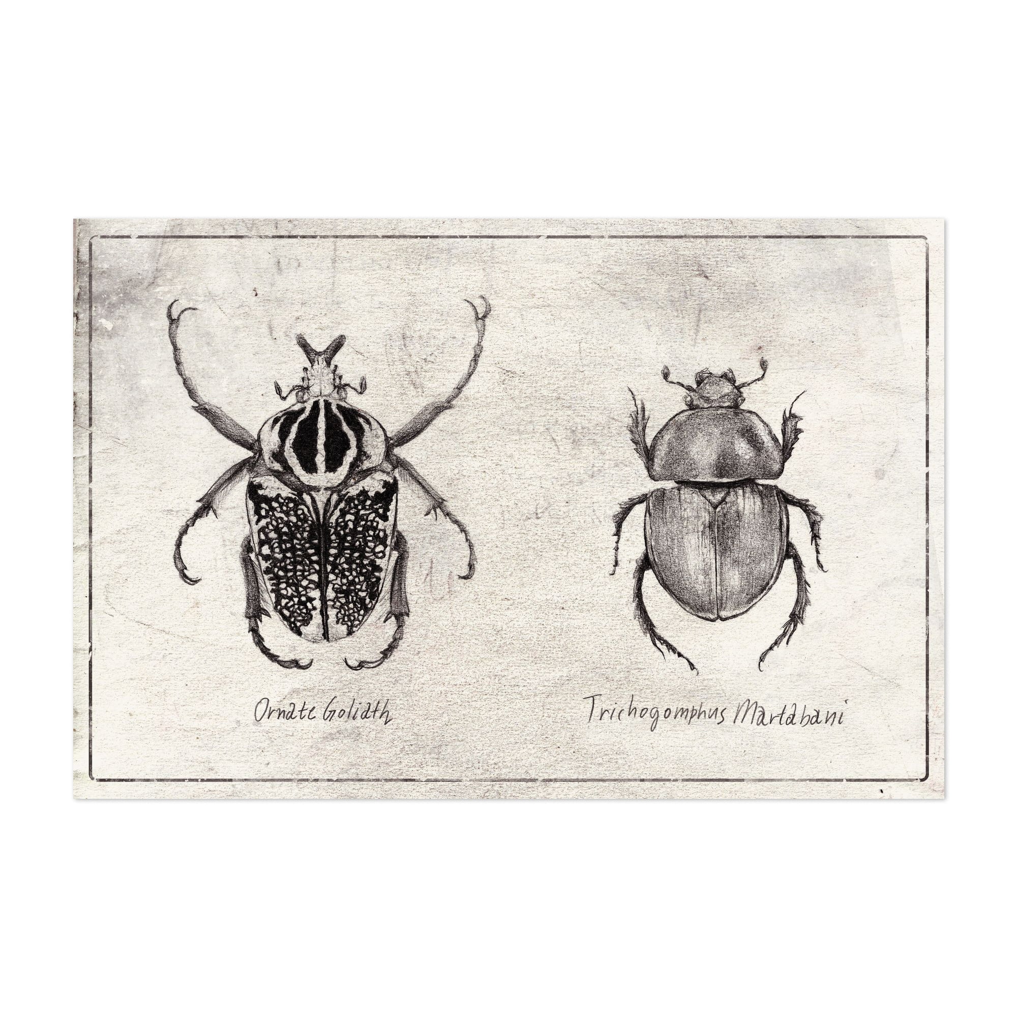 Ornate Goliath- Trichogomphus Martabani - Drawing Vintage Botanical ...