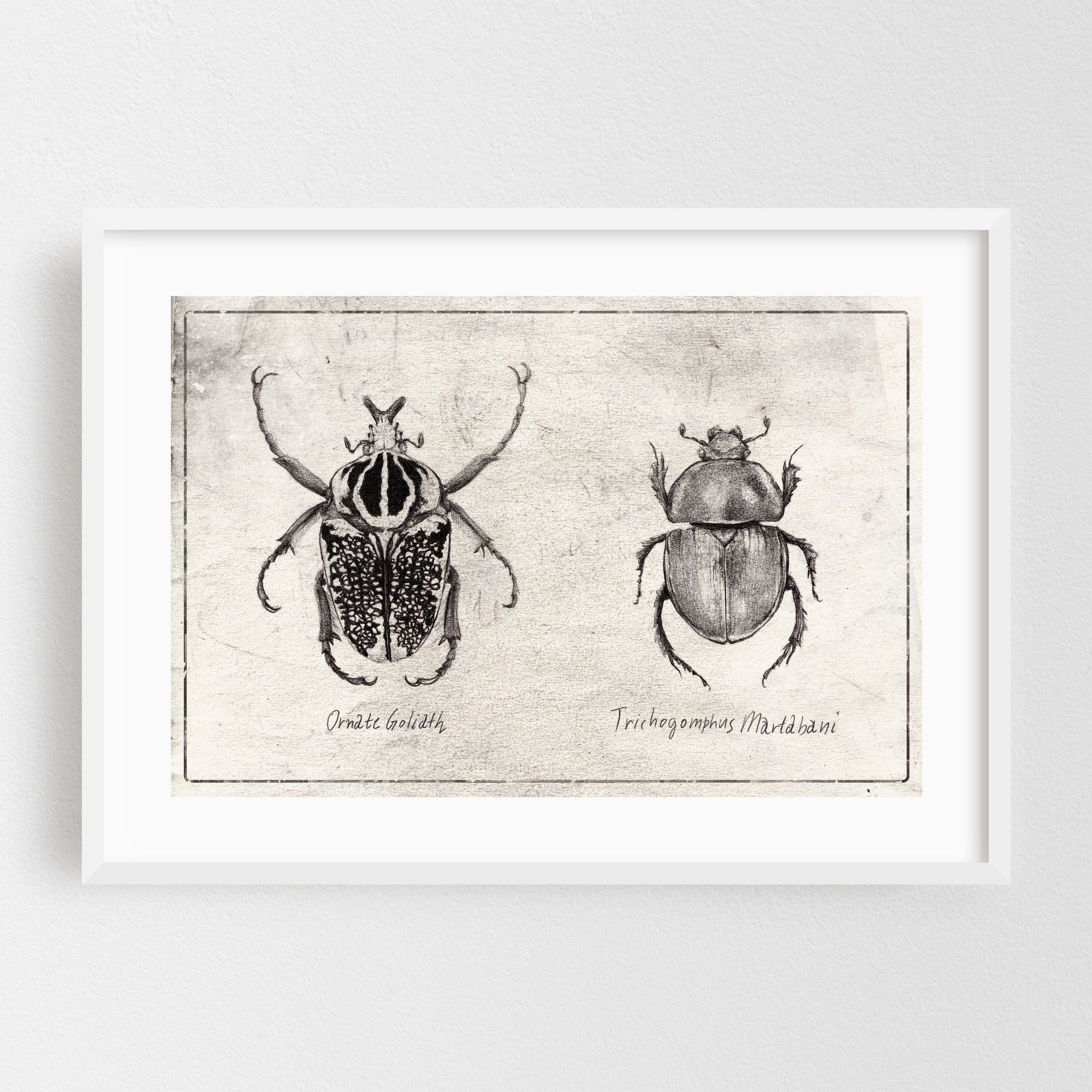 Ornate Goliath- Trichogomphus Martabani - Drawing Vintage Botanical ...