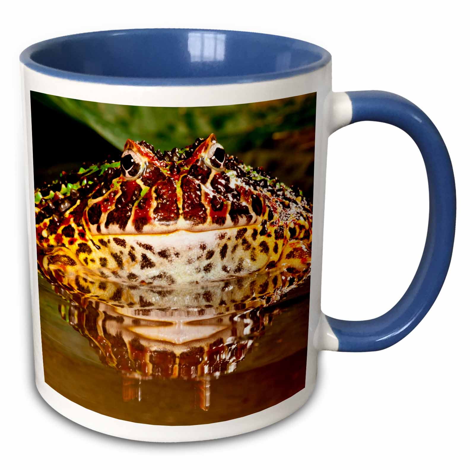3drose, Ornate Horn Frog - Na02 Dno0866 - David Northcott, 15oz Two ...