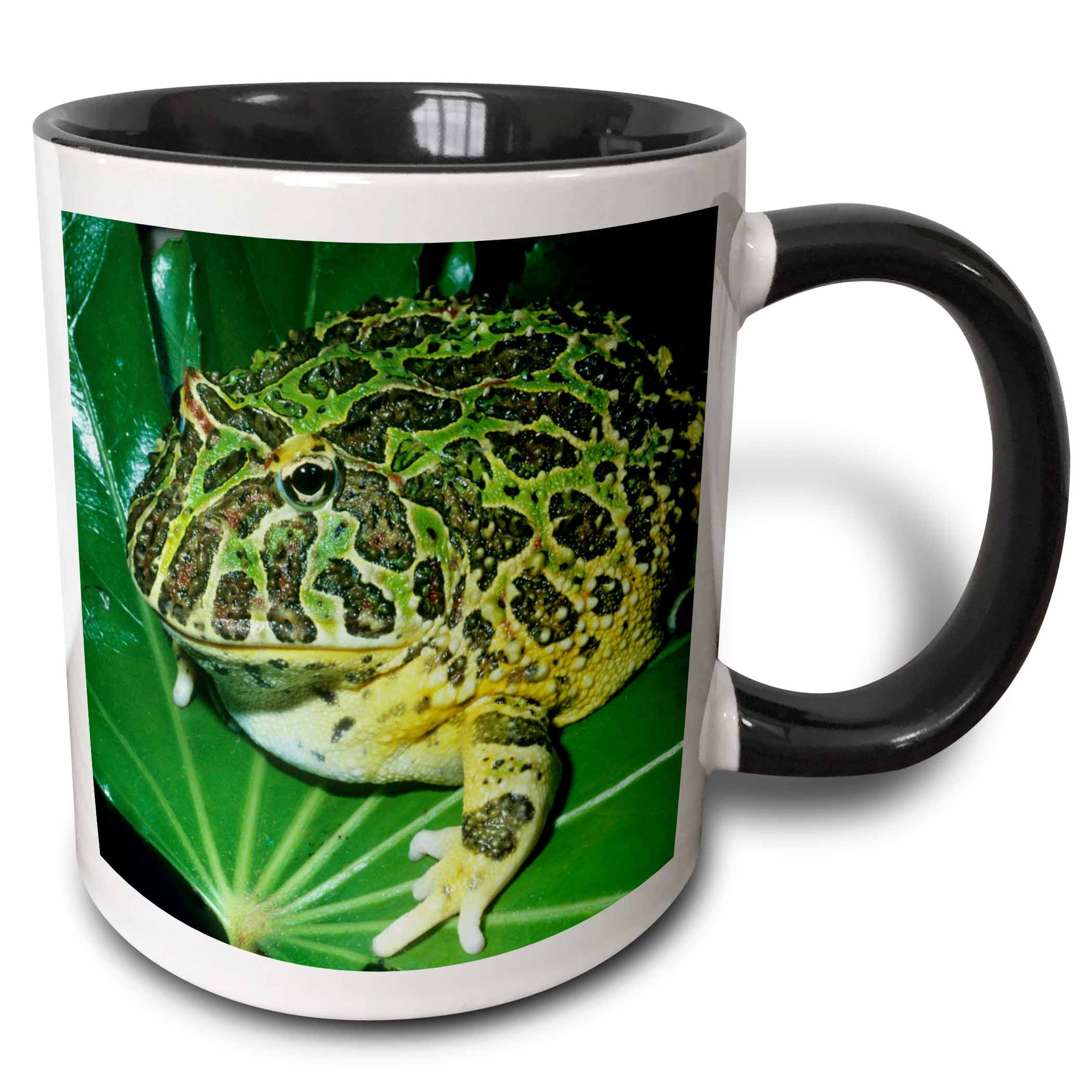 3drose, Ornate Horned Frog, Brazil - Sa04 Ksc0013 - Kevin Schafer, 11oz ...