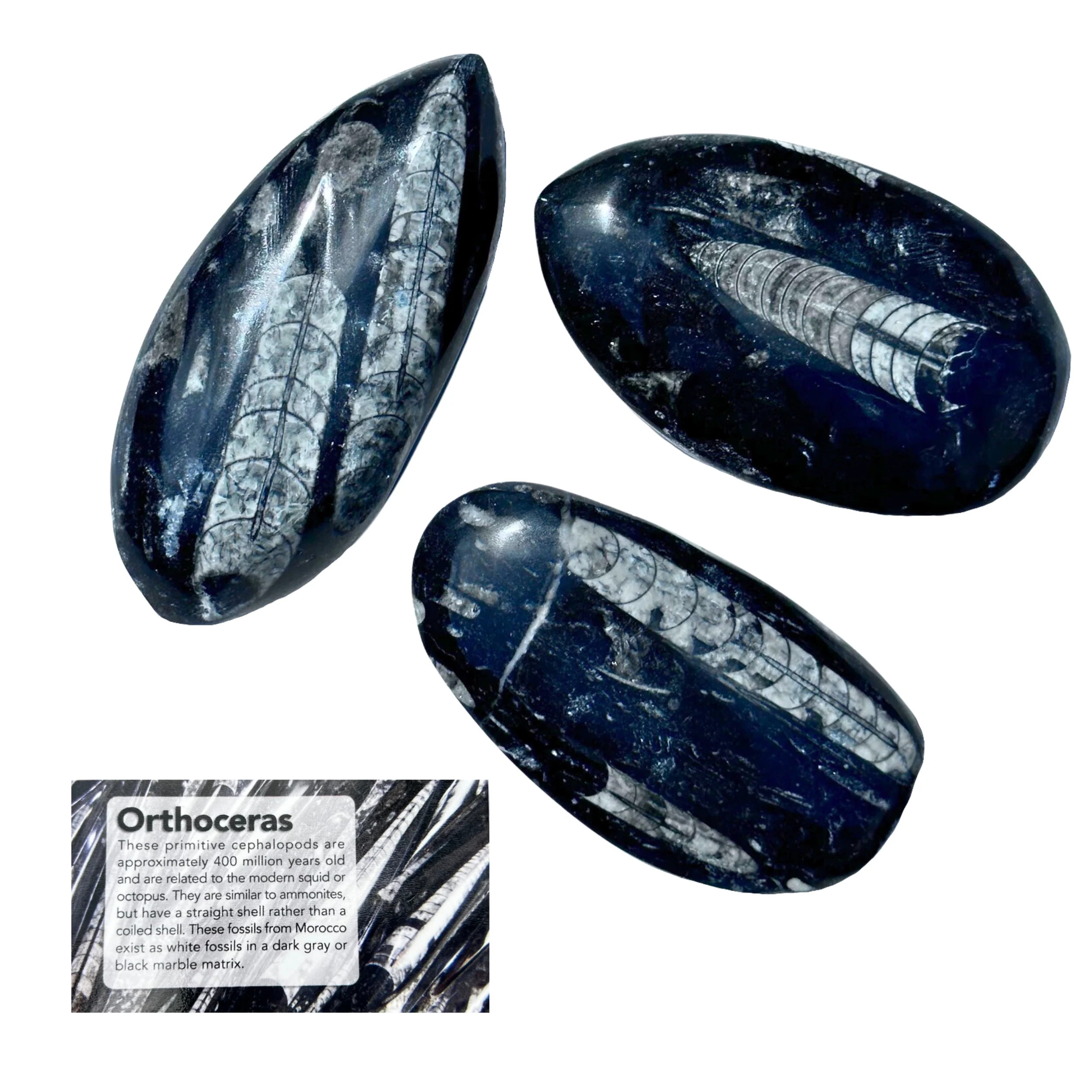 Orthoceras Fossil | Oblong Shaped Free Forms - Walmart.com