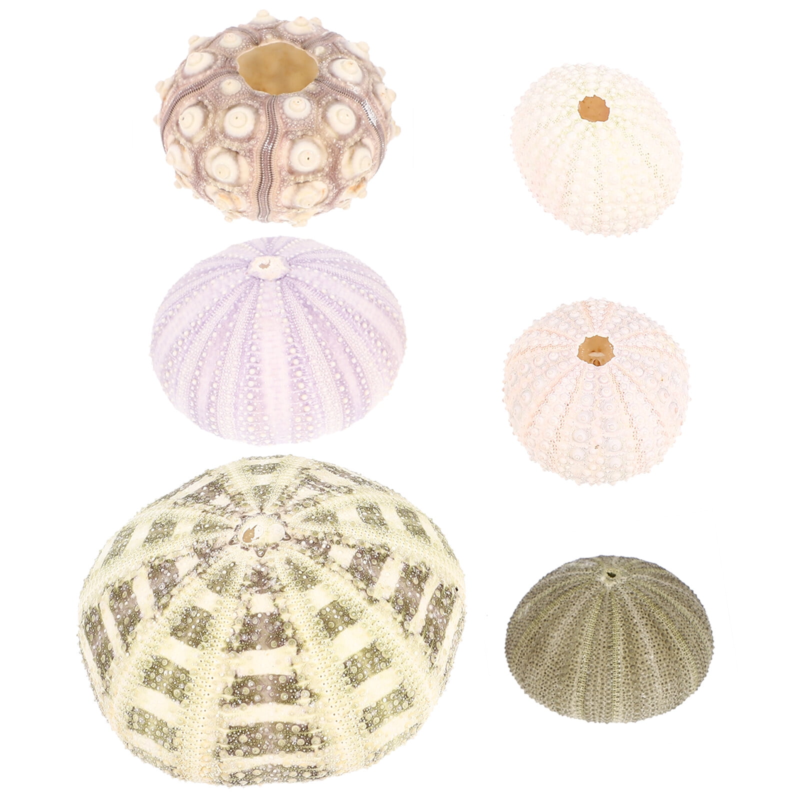 Ortofally 6pcs Urchin Shells Hanging Air Holder Urchin Shell Decorative ...