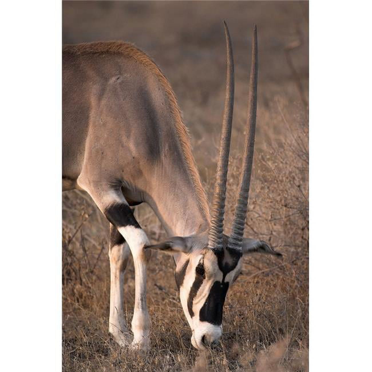 Oryx Oryx Beisa Samburu National Reserve Kenya - Oryx Poster Print ...